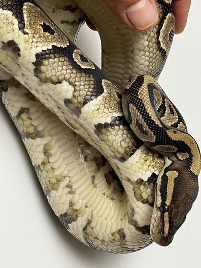 Make White Snakes With Blue/Black-eyes Ball Python by Anthony Wrenn ...
