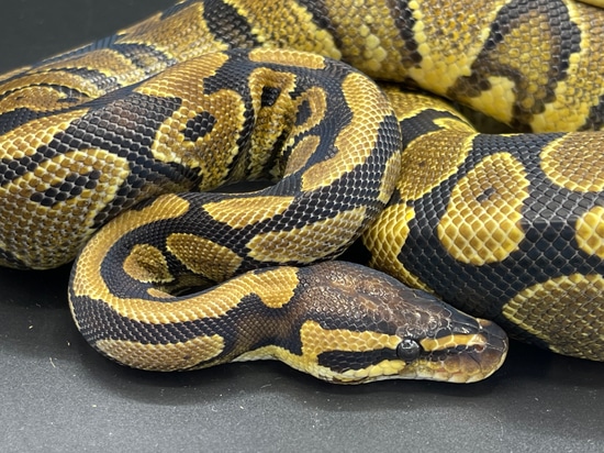 Makes White Snakes- Spark Ball Python by Anthony Wrenn Reptiles
