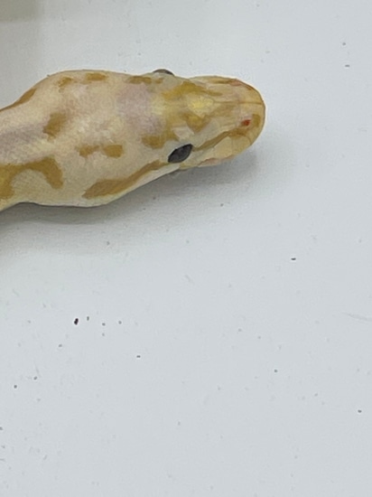 Ready To Breed: Banana Killer Bee Ball Python by Anthony Wrenn Reptiles