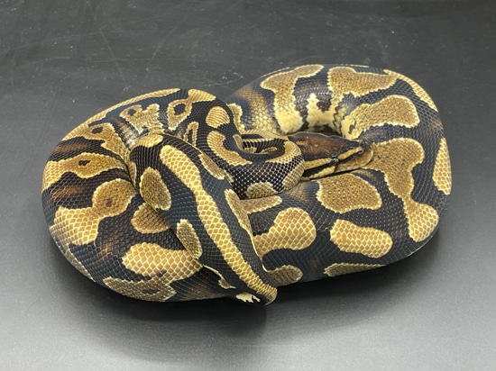 Breeder: Clearance- Adult Female Yellow Belly Ball Python by Anthony ...