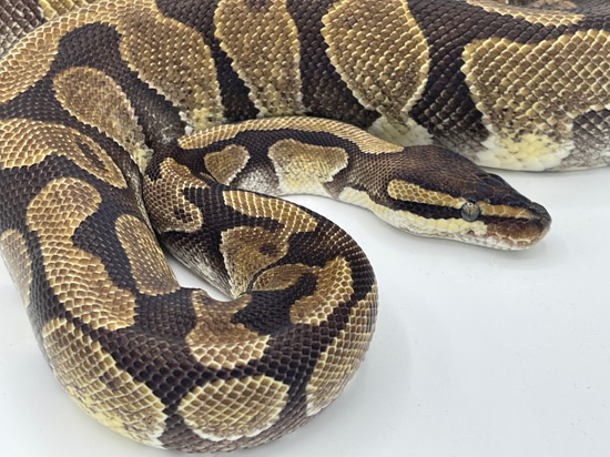 Breeder: Clearance- Adult Enchi Adult Male Ball Python by Anthony Wrenn ...
