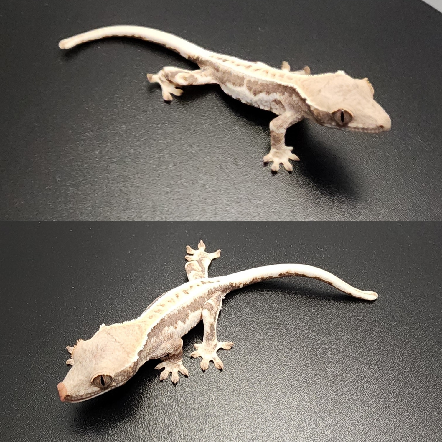 Free Shipping - Frappuccino Crested Gecko by Ace's Geckos - MorphMarket