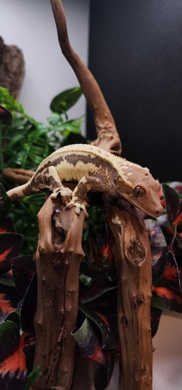 Heart Frappuccino Crested Gecko by Ace's Geckos