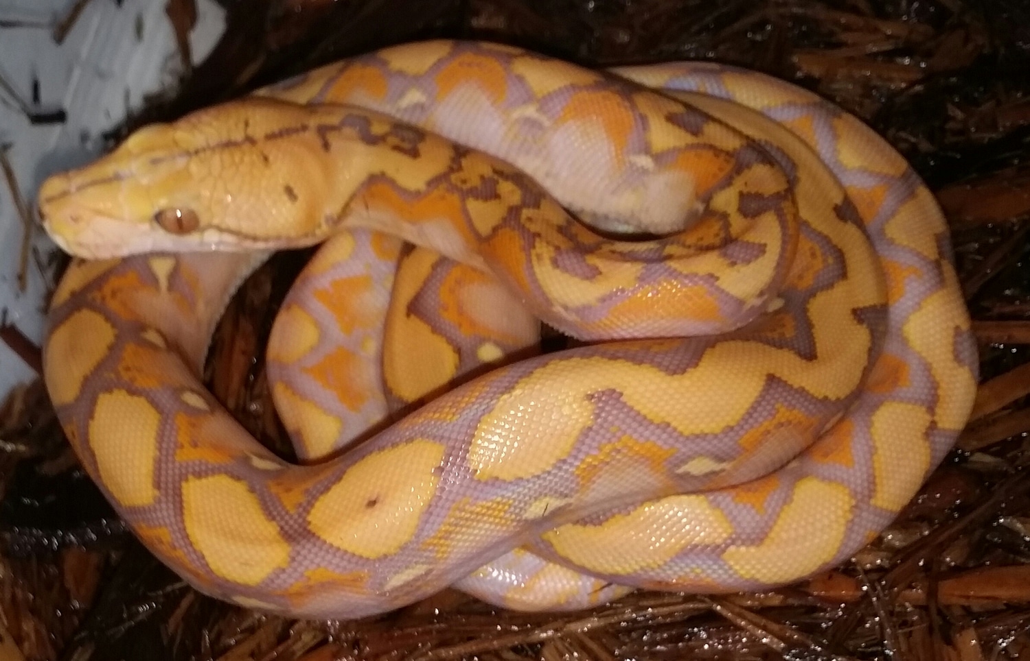 Purple Albino Reticulated Python by T n' A Retics - MorphMarket