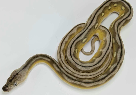 Motley Spitfire Super Tiger Citron Poss Het White/Caramel Reticulated ...