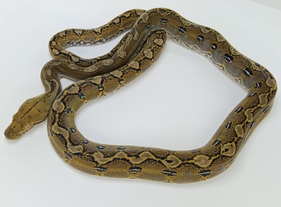 Marble 100% Het White/Caramel Reticulated Python by T n' A Retics