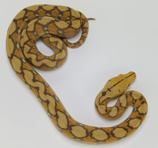 Orangeglow Het White Reticulated Python by T n' A Retics