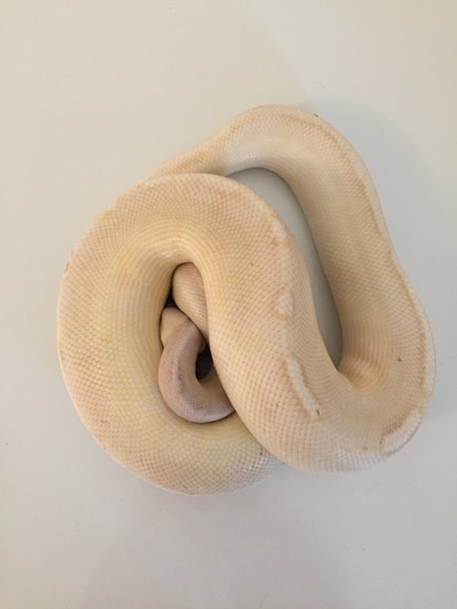Banana Champagne VPI Axanthic Ball Python by Anthony Fleming Reptiles