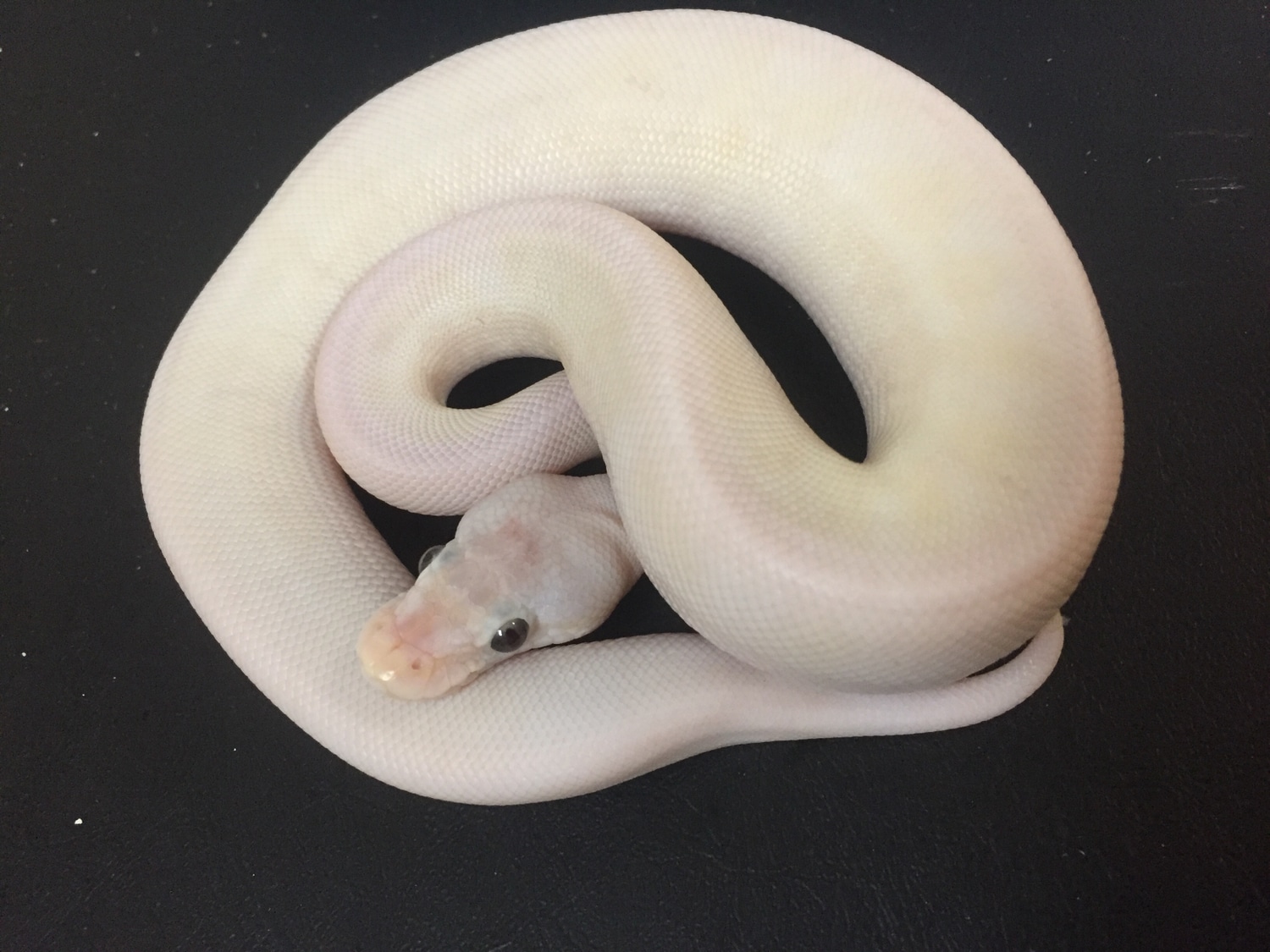 Pastel Banana Champagne VPI Axanthic Possible Pinstripe Ball Python by ...