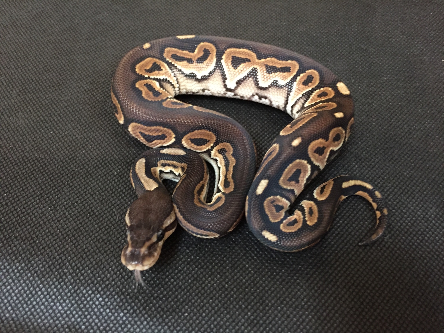 Cinnamon 100% Double Het Albino/Clown Ball Python by Anthony Fleming ...