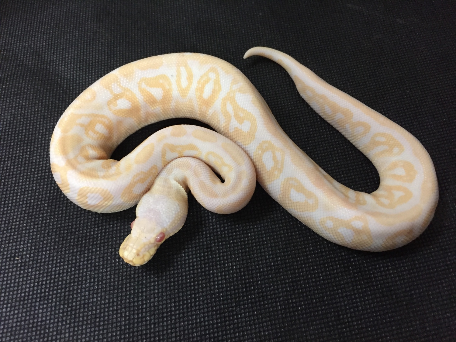 Albino Black Pastel Ball Python by Anthony Fleming Reptiles - MorphMarket