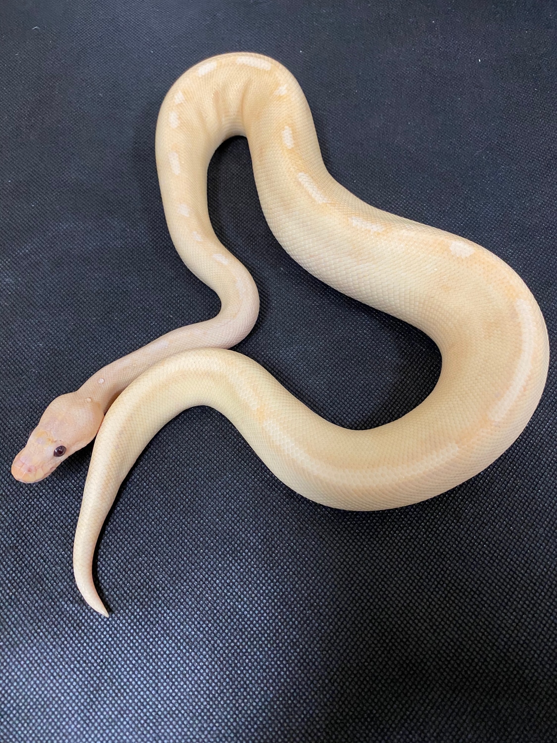 Banana Champagne 100% Het VPI Axanthic Ball Python by Anthony Fleming ...