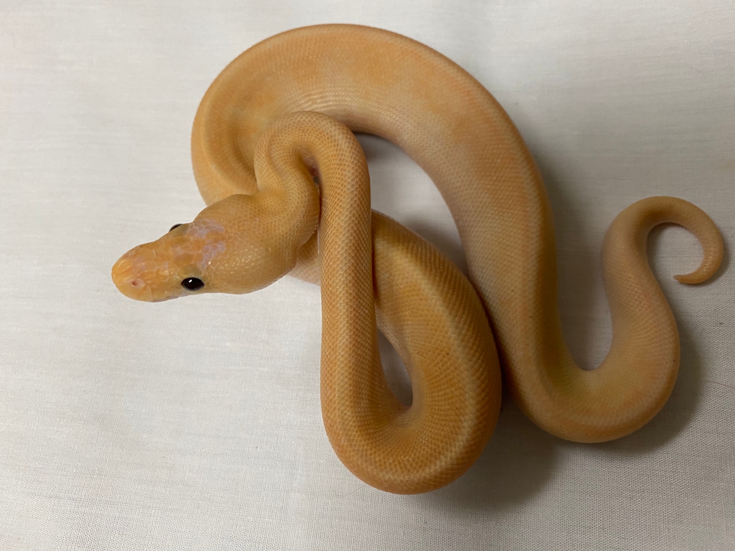 Banana Pinstripe Champagne Het VPI Axanthic Ball Python by Anthony ...