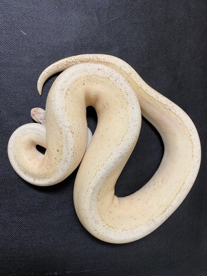 Superblast Superstripe Ball Python by Anthony Fleming Reptiles
