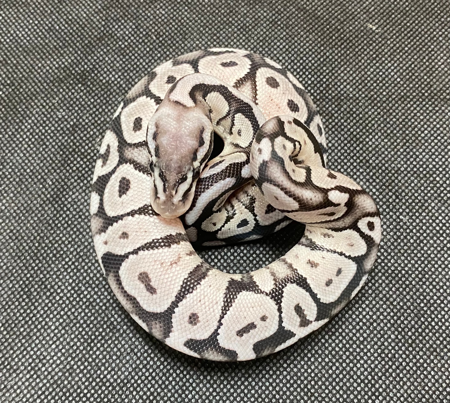 Super Pastel VPI Axanthic Het Genetic Stripe Ball Python by Anthony ...