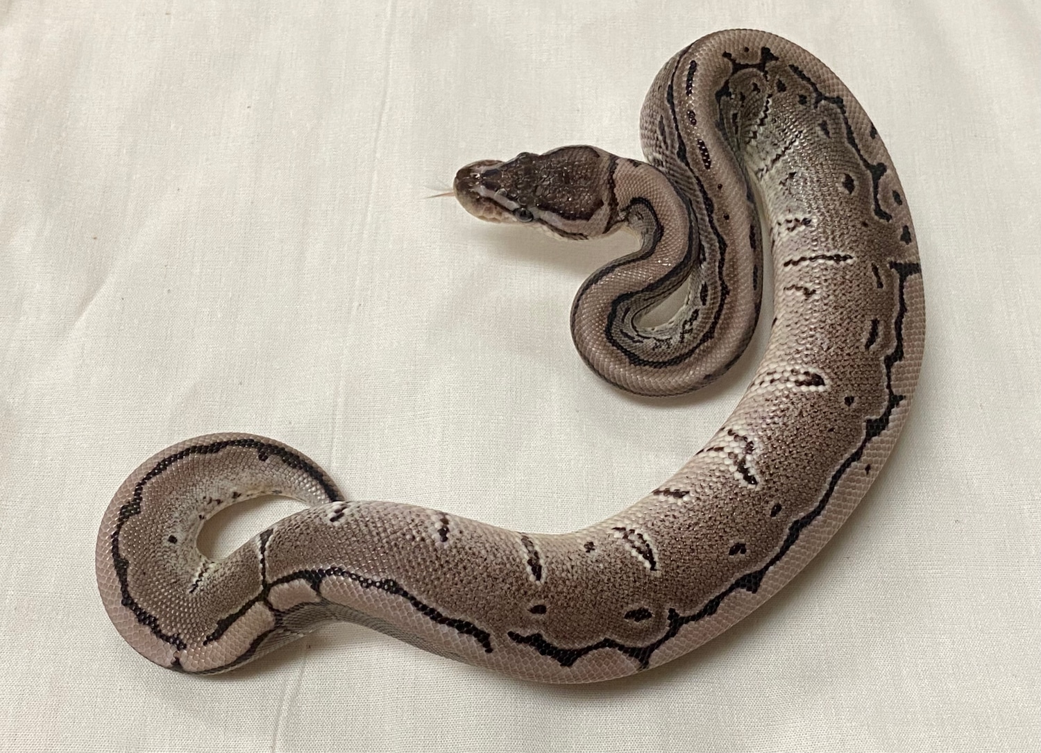 VPI Axanthic Pinstripe Het Genetic Stripe Ball Python by Anthony ...