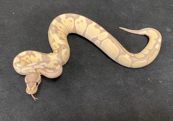 Banana Het VPI Axanthic Ball Python by Anthony Fleming Reptiles