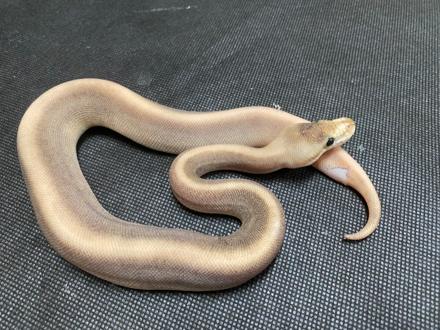 Cinnamon Champagne Het VPI Axanthic Ball Python by Anthony Fleming ...