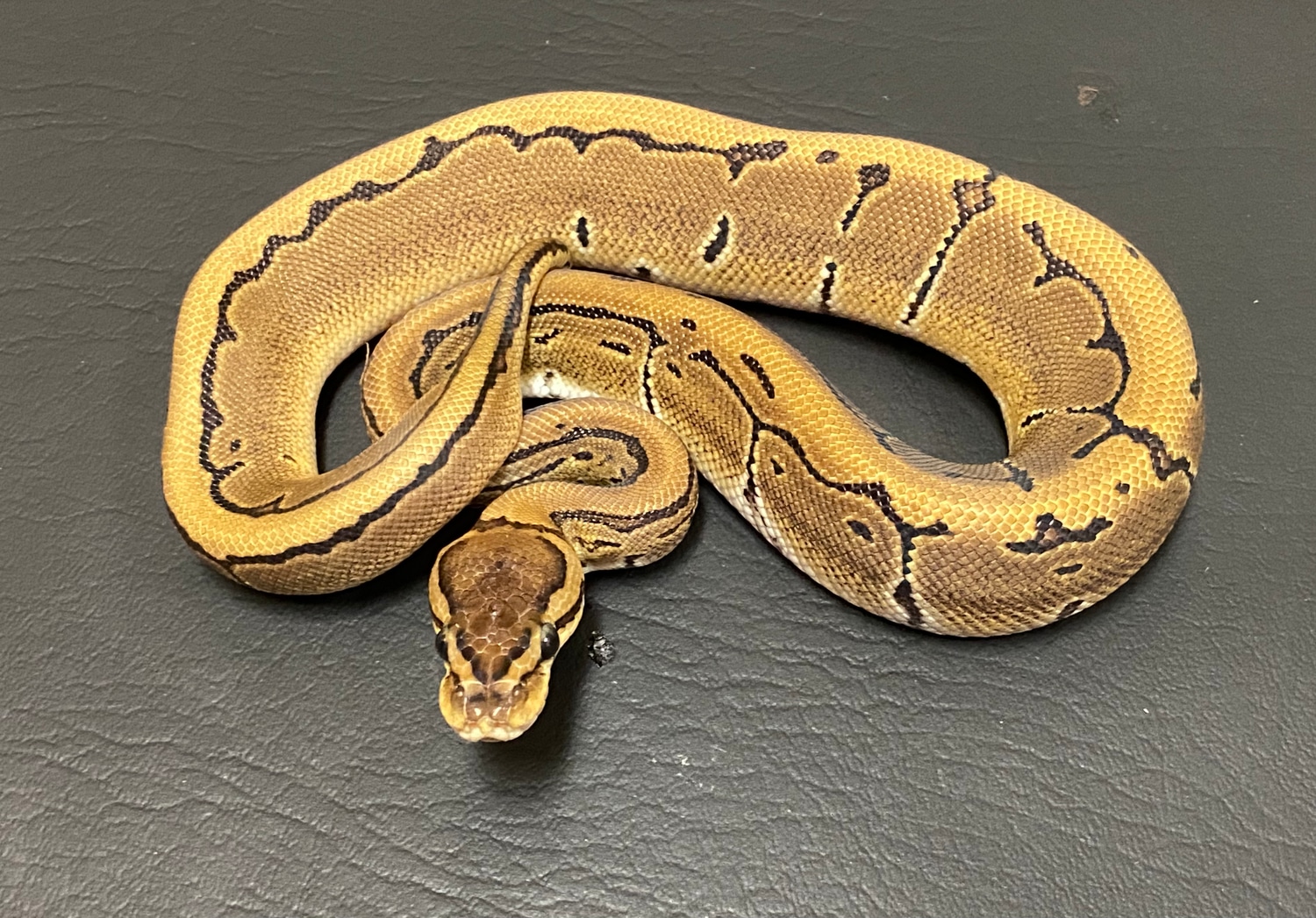 Pinstripe D/h VPI Axanthic/Pied Ball Python by Anthony Fleming Reptiles ...