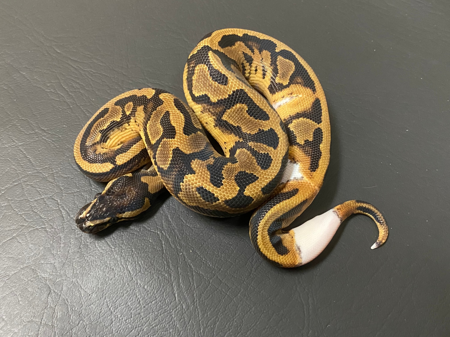 Pied Het VPI Axanthic Ball Python by Anthony Fleming Reptiles - MorphMarket