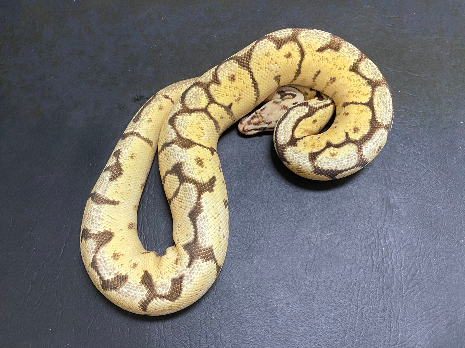 Firefly Spider D/h Ghost/Pied Ball Python by Anthony Fleming Reptiles ...