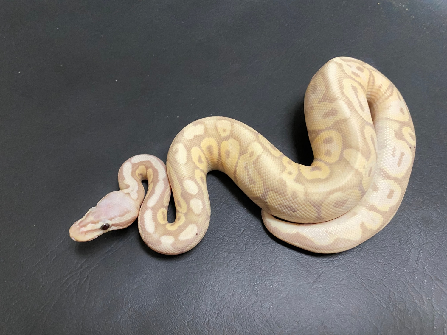 Female Maker Super Pastel Banana D/h VPI Axanthic/Genetic Stripe Ball ...