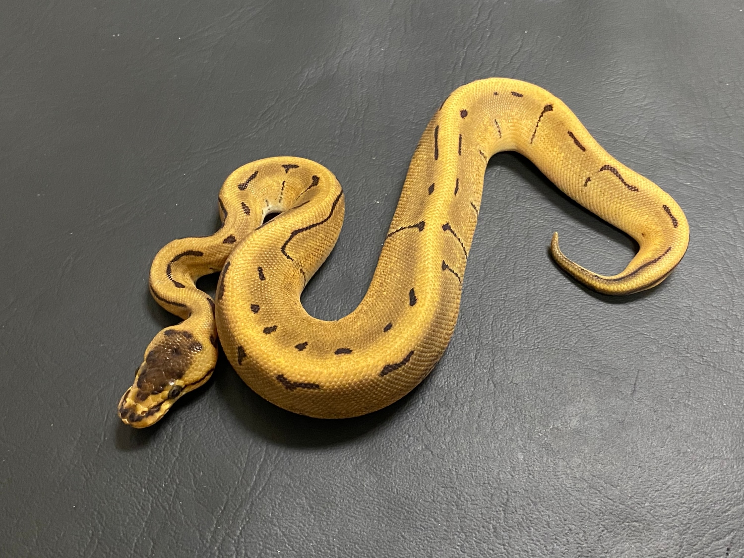 Super Enchi Pinstripe Het Clown 50% P/h Hypo Ball Python by Anthony Fleming Reptiles - MorphMarket