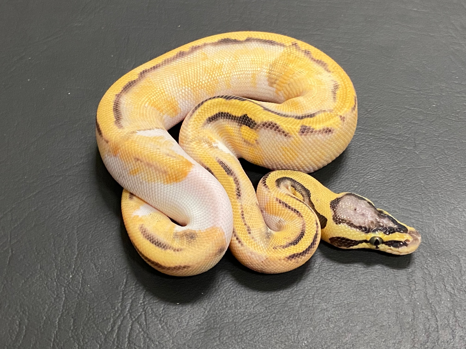 Superfly Pied 66% P/h Hypo Ball Python by Anthony Fleming Reptiles ...