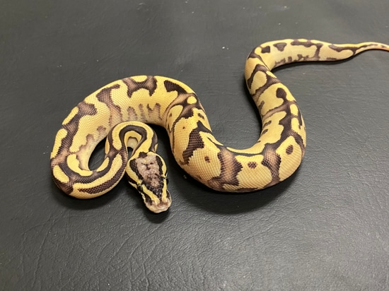 Firefly Enchi Het Pied 66% P/h Hypo Ball Python by Anthony Fleming Reptiles