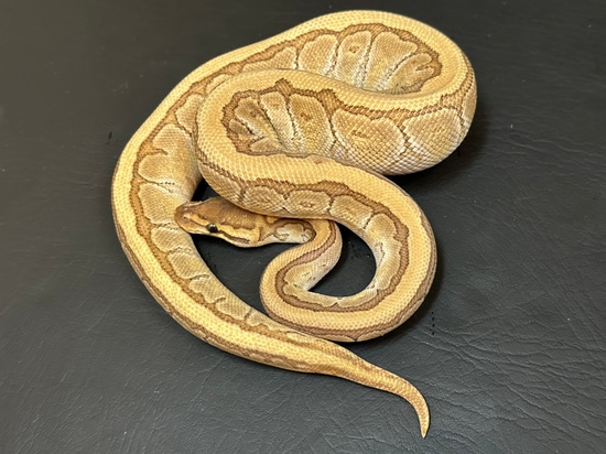 Jigsaw D/h Clown/Hypo Ball Python by Anthony Fleming Reptiles