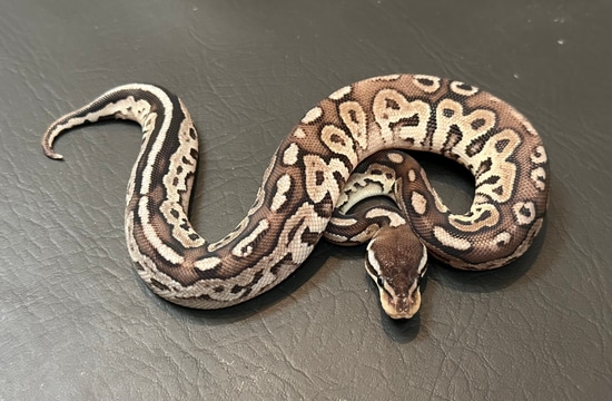Pewter VPI Axanthic Het Pied Ball Python by Anthony Fleming Reptiles