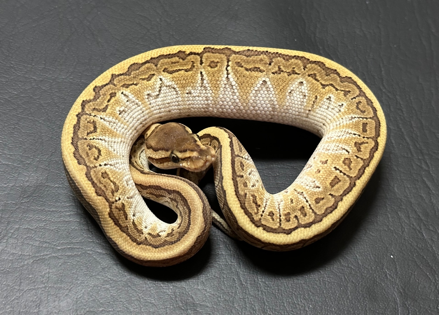 Butter Pinstripe Het Clown 50% P/h Hypo Ball Python by Anthony Fleming ...