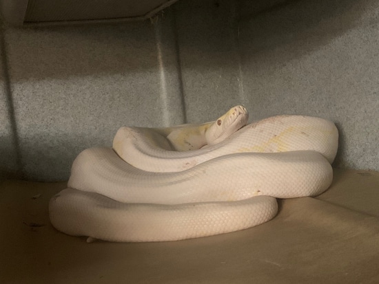 White Phase Motley Tiger, 12 To 13 Feet Reticulated Python by Anthony's ...