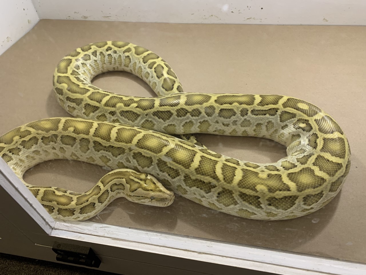 HYPO Burmese Python by Anthony's Exotic Rescues - MorphMarket