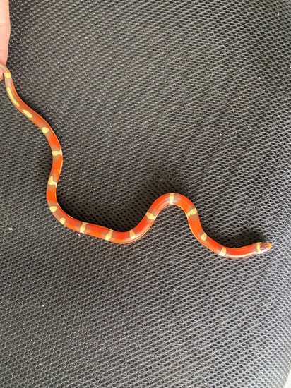 T-POS, Albino, Aberrant/Splotched, 13 Inches Nelson's Milk Snake by ...