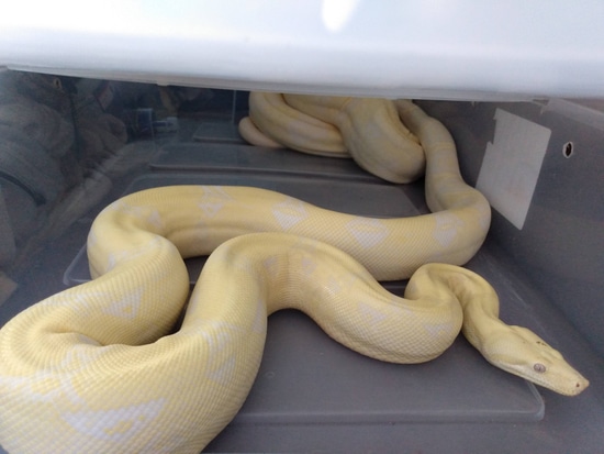 Snow Boa Boa Constrictor by Anthony Reptiles