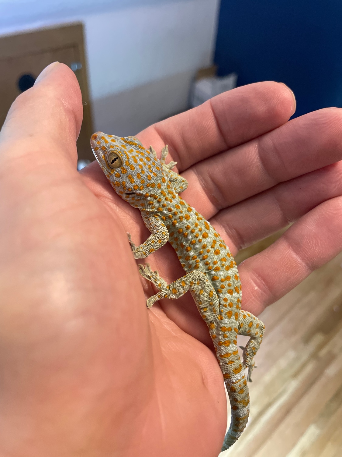 Baby Tokay Gecko by Anthony’s Reptiles - MorphMarket
