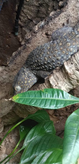 Platinum Tokay Tokay Gecko by Anthony’s Reptiles