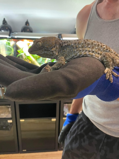 Platinum Tokay Gecko by Anthony’s Reptiles