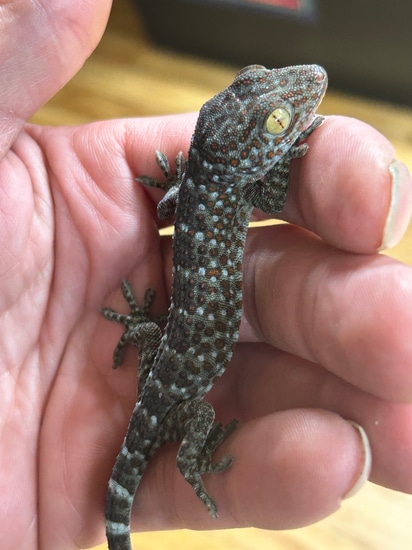 Tokay Gecko Het Candy Dot by Anthony’s Reptiles