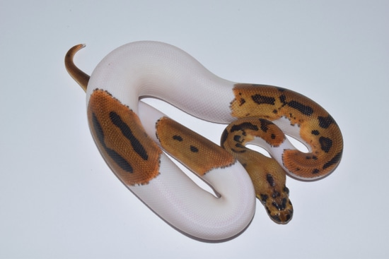 Leopard Clown Pied Ball Python by Antique City Pythons LLC