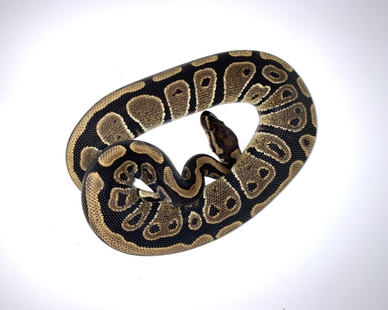 Het Candy Het Pied Ball Python by Antique City Pythons LLC