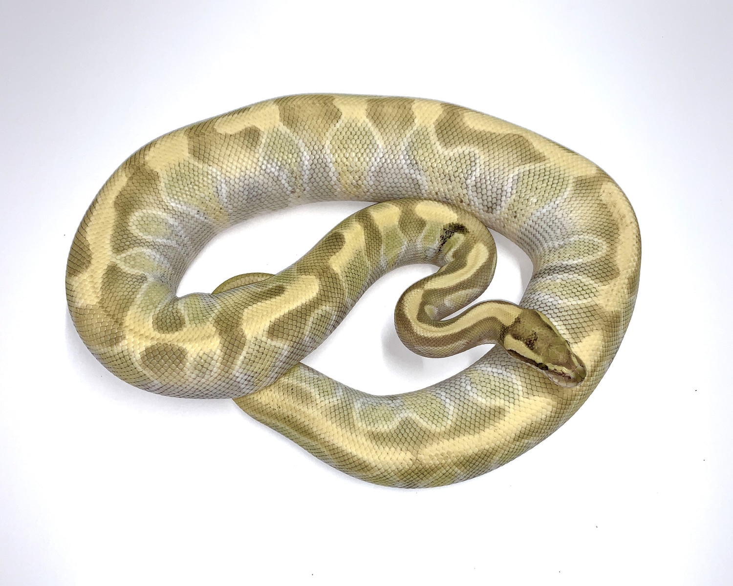 Butter Enchi Desert Ghost Ball Python by Antique City Pythons LLC ...