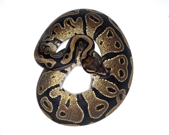 Het Candy Het Pied Ball Python by Antique City Pythons LLC