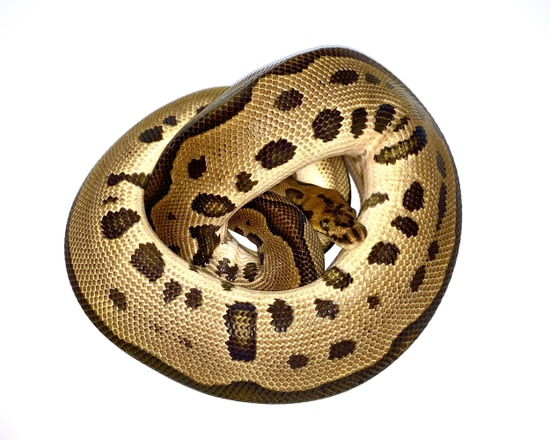 Leopard Clown Het Pied Breeder Ready Ball Python by Antique City ...