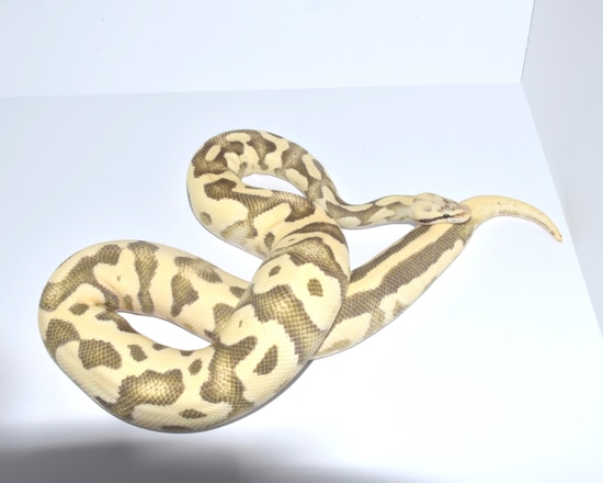 Pastel Fire Leopard Desert Ghost Het Hypo (Proven Breeder) Ball Python ...