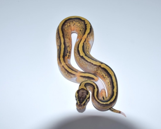 Pastel Leopard Pied Het Clown 50% Het Candy Ball Python by Antique City ...