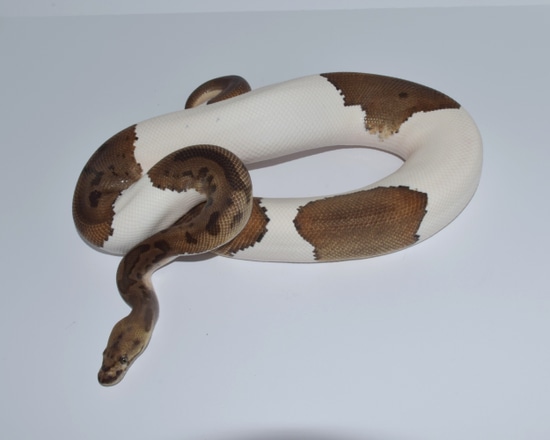 Super Leopard Clown Pied (Proven Breeder) Ball Python by Antique City Pythons LLC