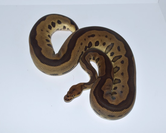 Leopard Clown Het Pied Pos Super Leopard Ball Python by Antique City Pythons LLC