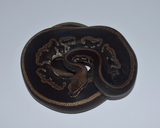 Leopard Black Head Redhead (Proven Breeder) Ball Python by Antique City Pythons LLC